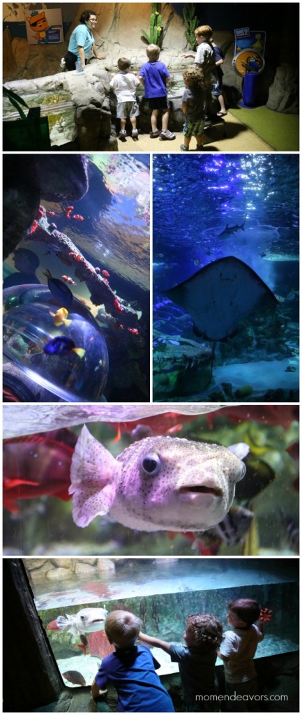 Phoenix Family Fun - Arizona Sea Life Aquarium - Mom Endeavors