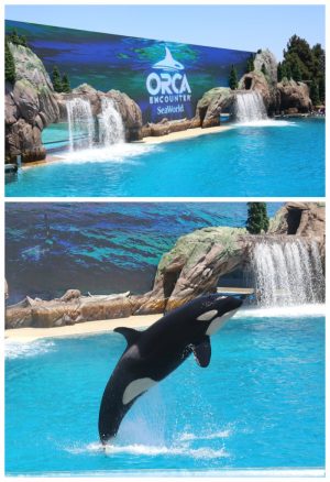 Top 5 Educational Animal Experiences at SeaWorld San Diego - Mom Endeavors